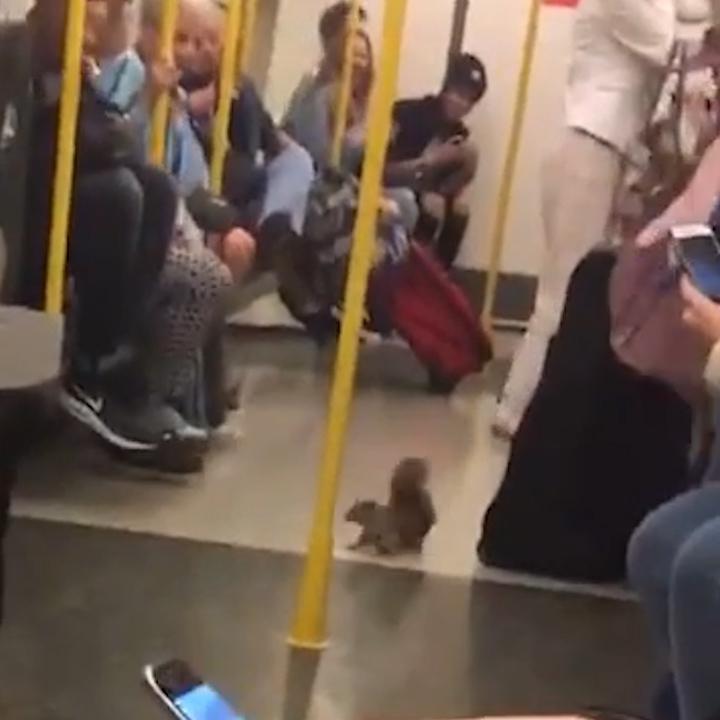 A Squirrel Causes A Stir In A London Underground Train - I Can Has ...