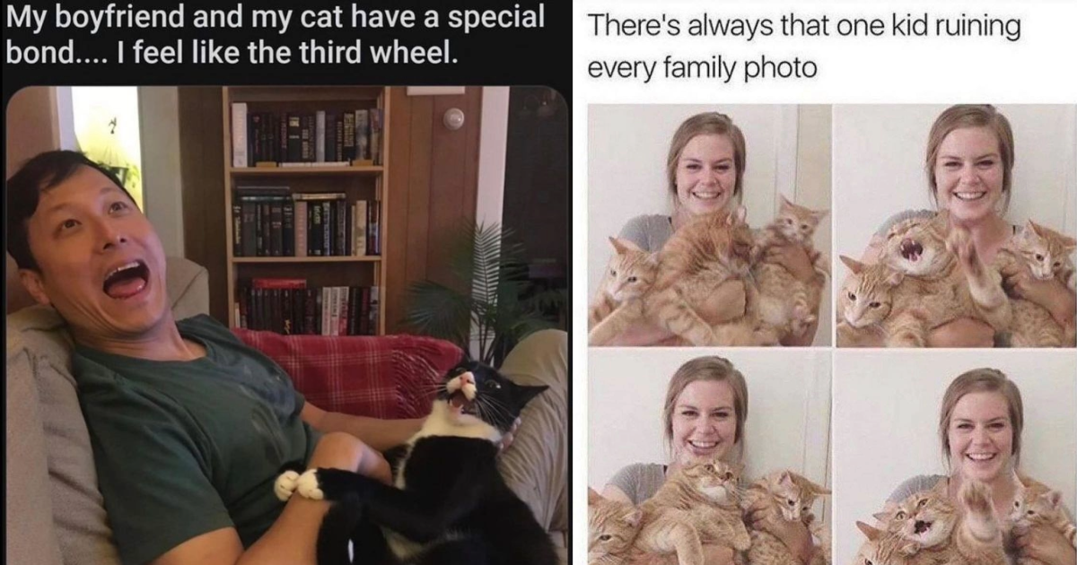 20 Sweet And Supportive Cat Memes For All The Cat Moms Chilling With ...