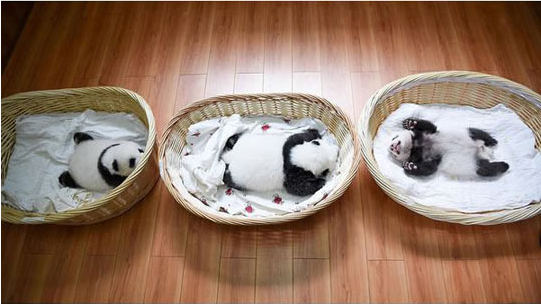 It's Time To Celebrate With Photos Of Ten Baby Pandas - I Can Has ...