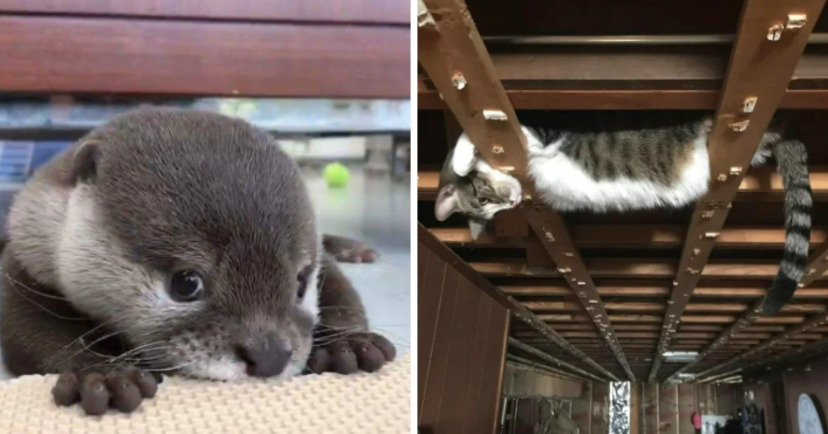 Saturday Smiles With 26 Splendidly Silly Animal Snapshots For A ...