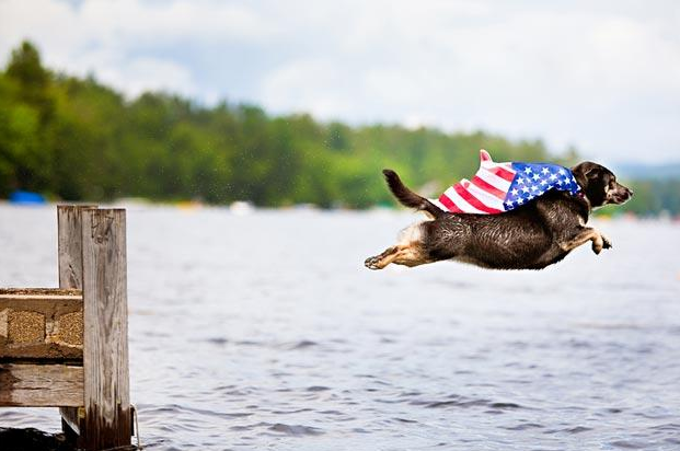 10 Funny Gifs of Patriotic Animals Ready For The 4th of July - I Can ...