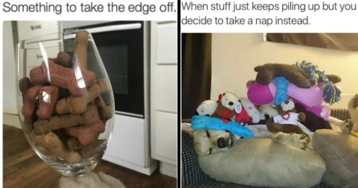 Wagging Weekend Wind Down With 24 Dog Memes To Fill The Day With Tail ...