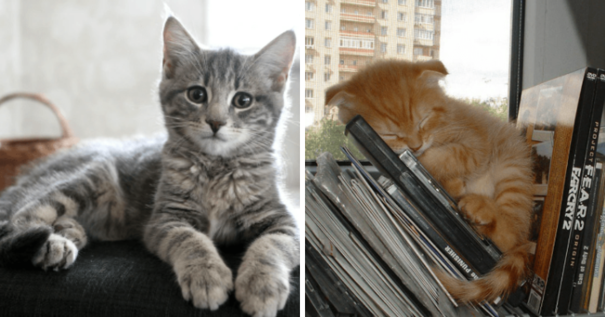 25 Cute Captivating Cats Creating Meowvelous Monday Magic - I Can Has ...