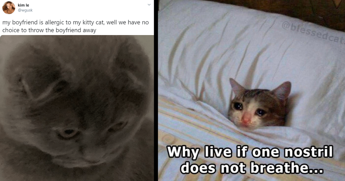 Monday Meowrning Memes From Your Favorite Funny Felines To Pawstively ...