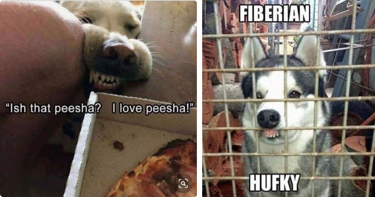 20 Hilarious Dog Memes For Canine Pawrents Who Need A Laugh This ...