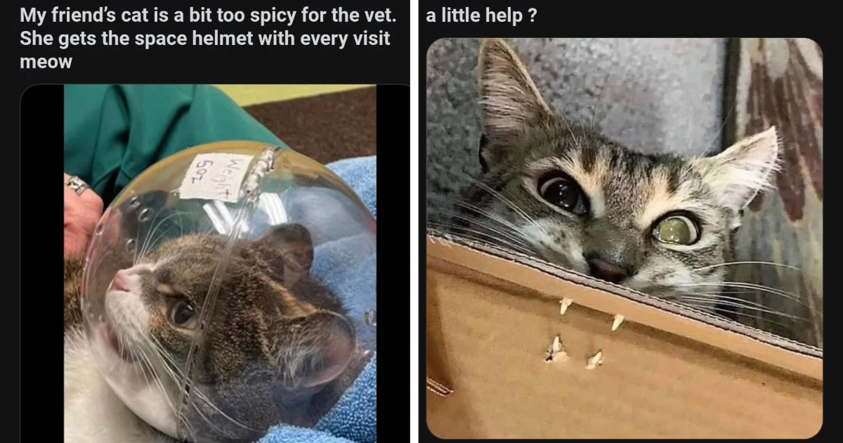 19 Spicy Cat Memes For The Introverts Dreading Going Back To Work On ...