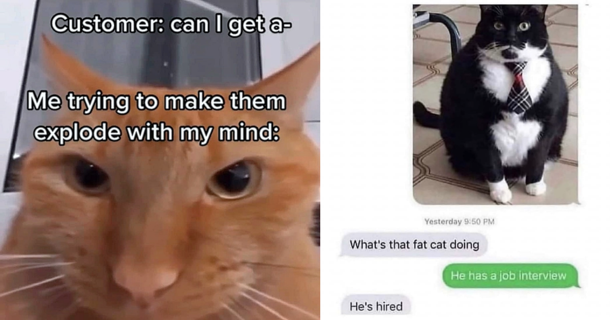 Feisty Feline Memes To Get You Fired Up For The Work Week - I Can Has Cheezburger?
