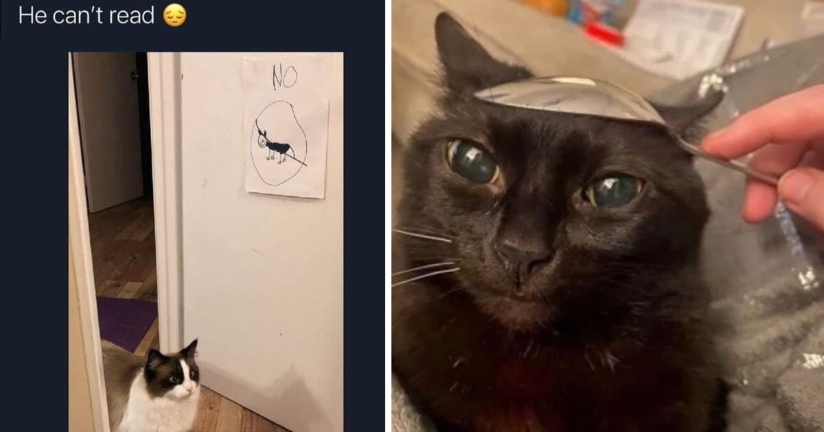 Silly Pictures And Posts Of Clueless Cats To Prepare You To Play Dumb ...