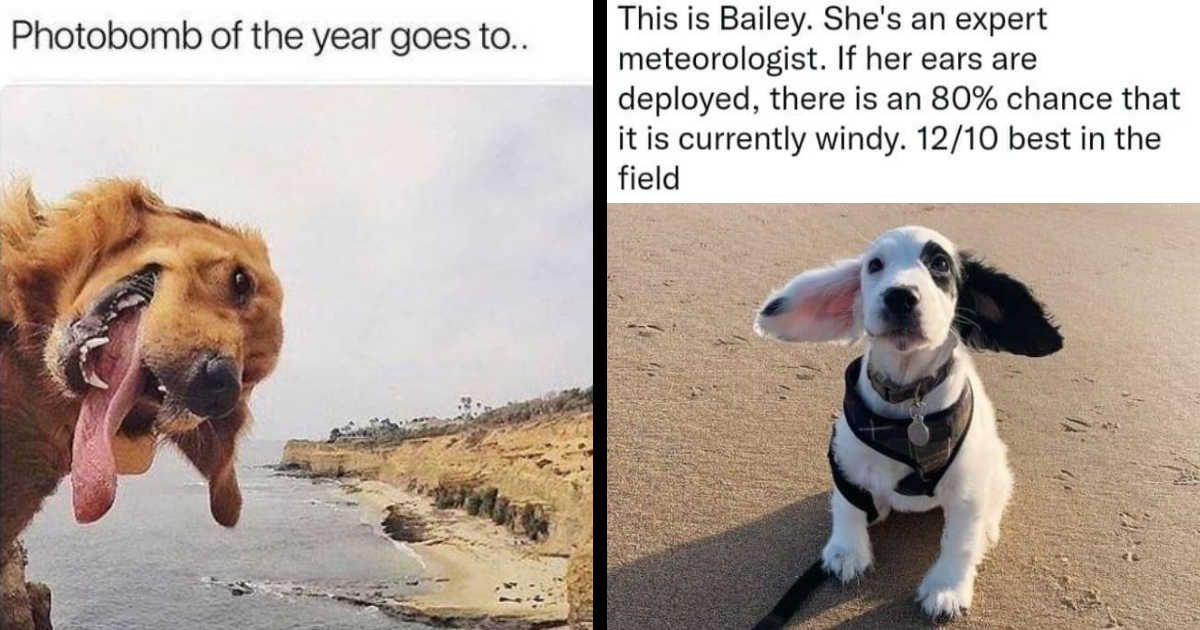 32 Mood-Lifting Doggo Memes For A Better Day (May 21, 2024) - Animal ...