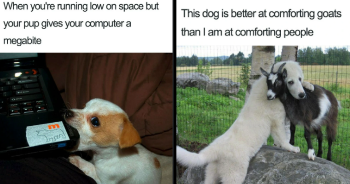 25 Pawsitively Wholesome Doggo Memes To Kick Away The Monday Blues ...
