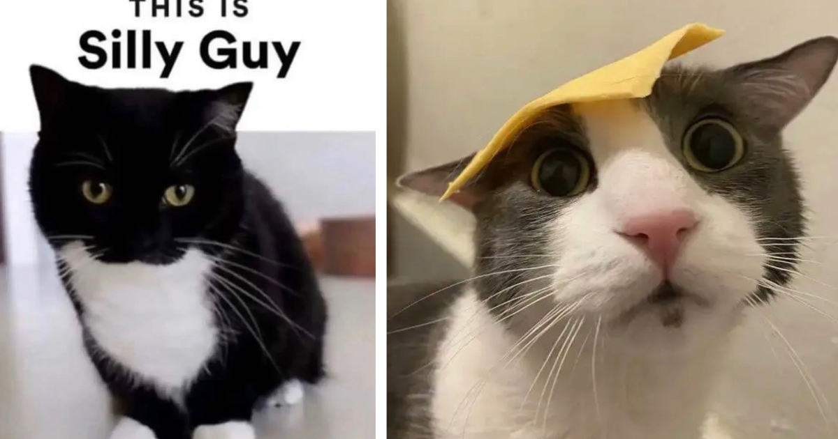 21 Silly Memes And Pictures Of Cats Who Are Pawsitively Bored With The ...