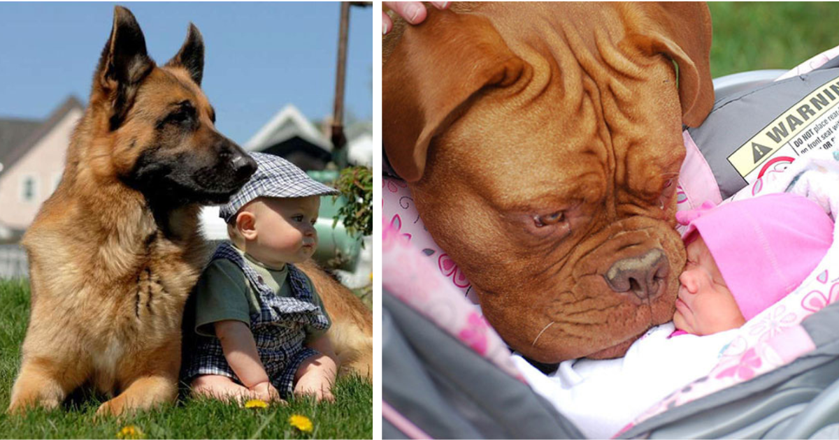 25 Pawsitive Pictures of Pets Being Perfect Parents and Loving Their ...