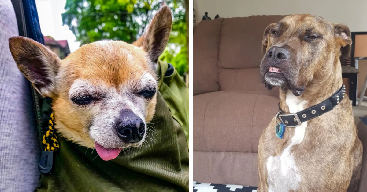 A Drooly Dog Park of 28 Zipped and Zooted Doggos That Left the Vet and ...