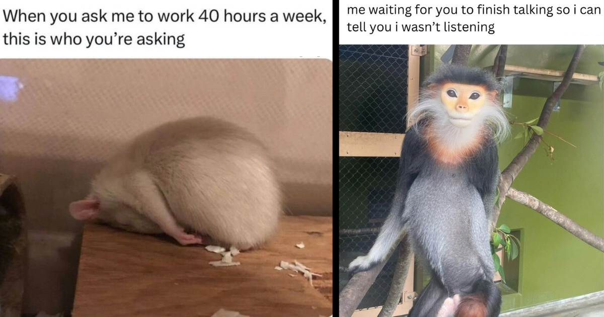 28 Hilarious Memes Including The Internet's Most Prized Possessions ...