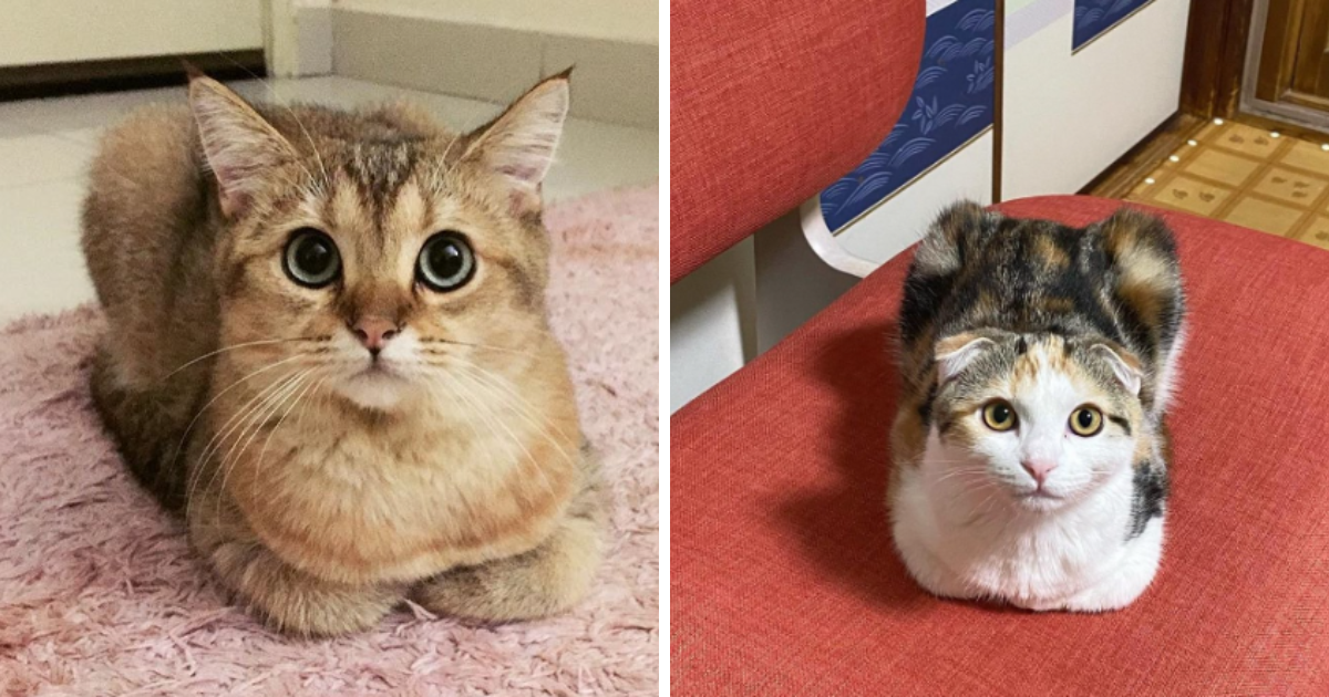 25 Freshly Baked Bundles Of Charming Cats Embracing Loaf Mode - I Can ...