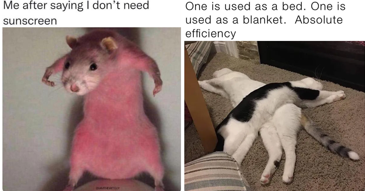 Saturday Satisfaction In The Form Of The Sassiest And Silliest Animal ...