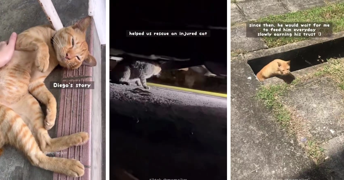 Starving Stray Feline Turns Into Heartwarming House Cat With The Help ...