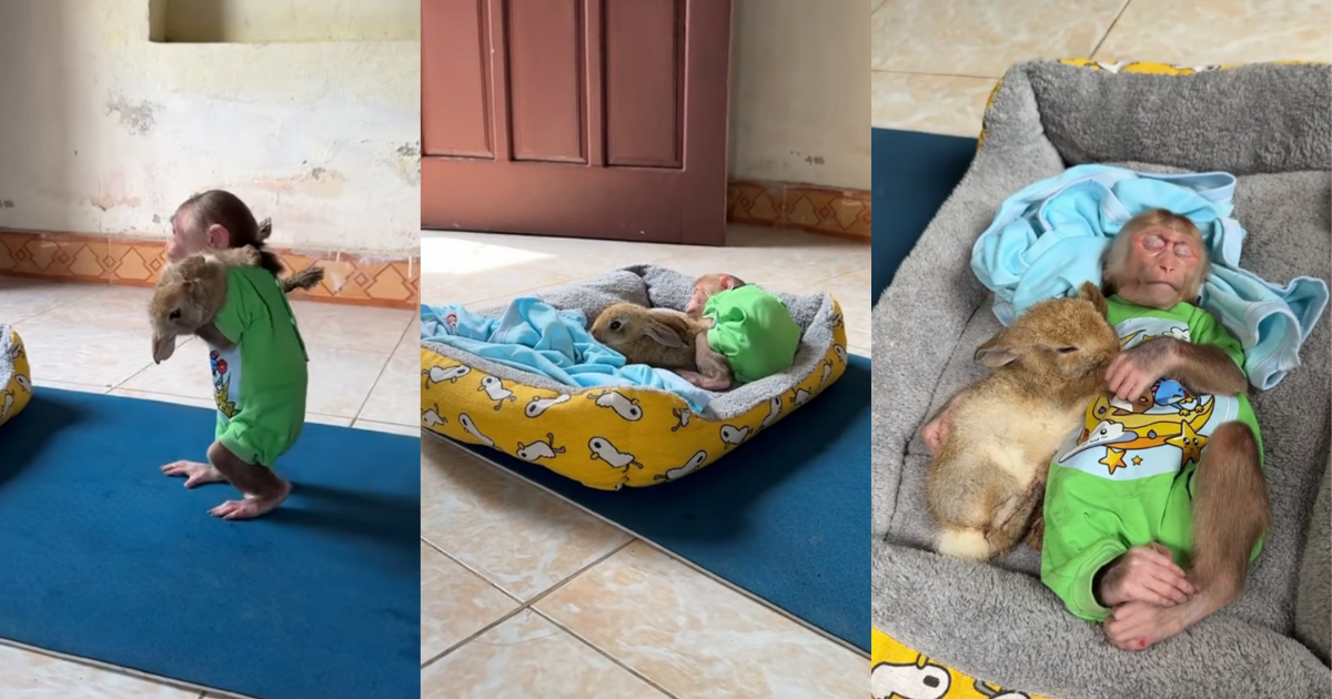 Marvelous Monkey Mother Adopts Baby Bunny, They Become Best Friends and ...