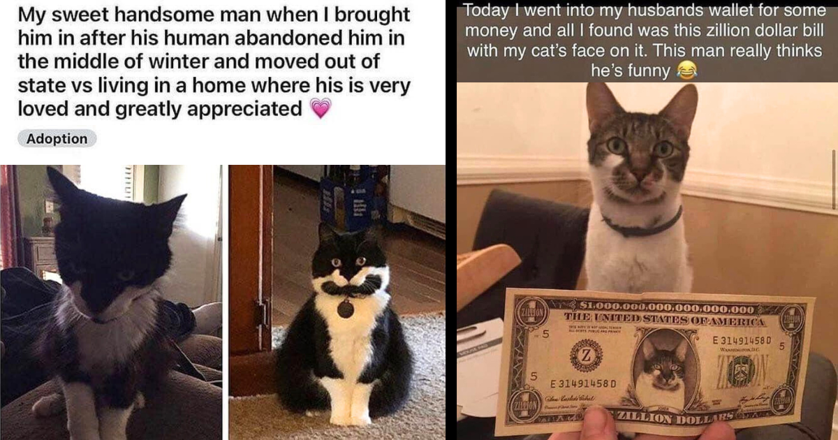 A Fluffy Frenzy of Funny Feline Memes to Add Some Wholesome Whiskery Whimsy to Your Already ...