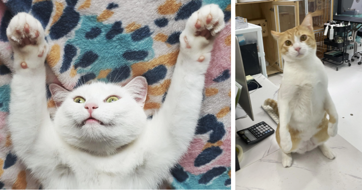 22 Hissterical Pictures Of Seriously Silly Cats To Inspire This Afternoon’s Attitude - I Can Has ...