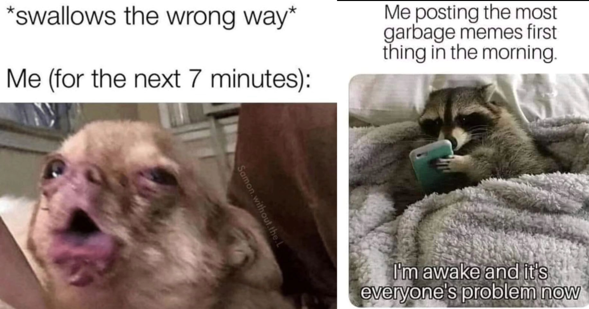 19 Quietly Quirky Animal Memes For Overstimulated And Under-Entertained ...