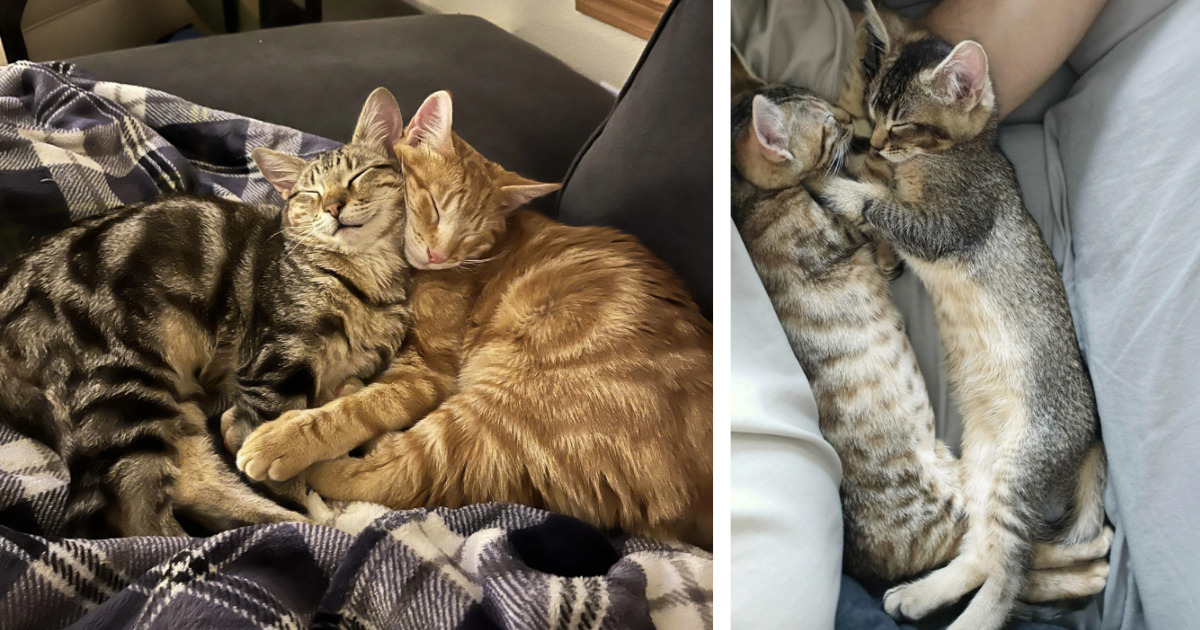 26 Pics of Snuggly Littermate Love From Fluffy Feline Siblings to End ...