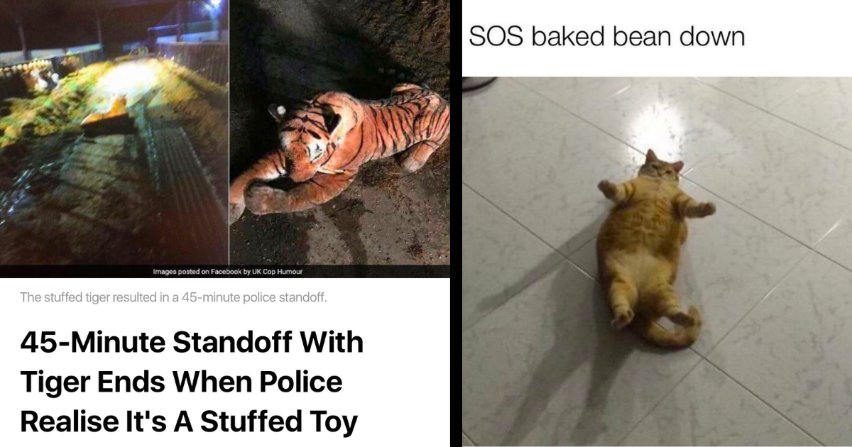 28 Fluffy Funnies With a Hissterical Helping of Feisty Feline Fuel in the Form of Cat Memes - I ...