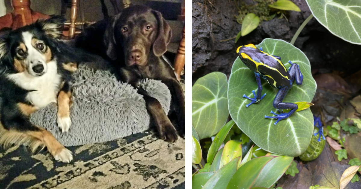 19 Precious Pet Pictures To Make You Pensively Pause And Consider ...