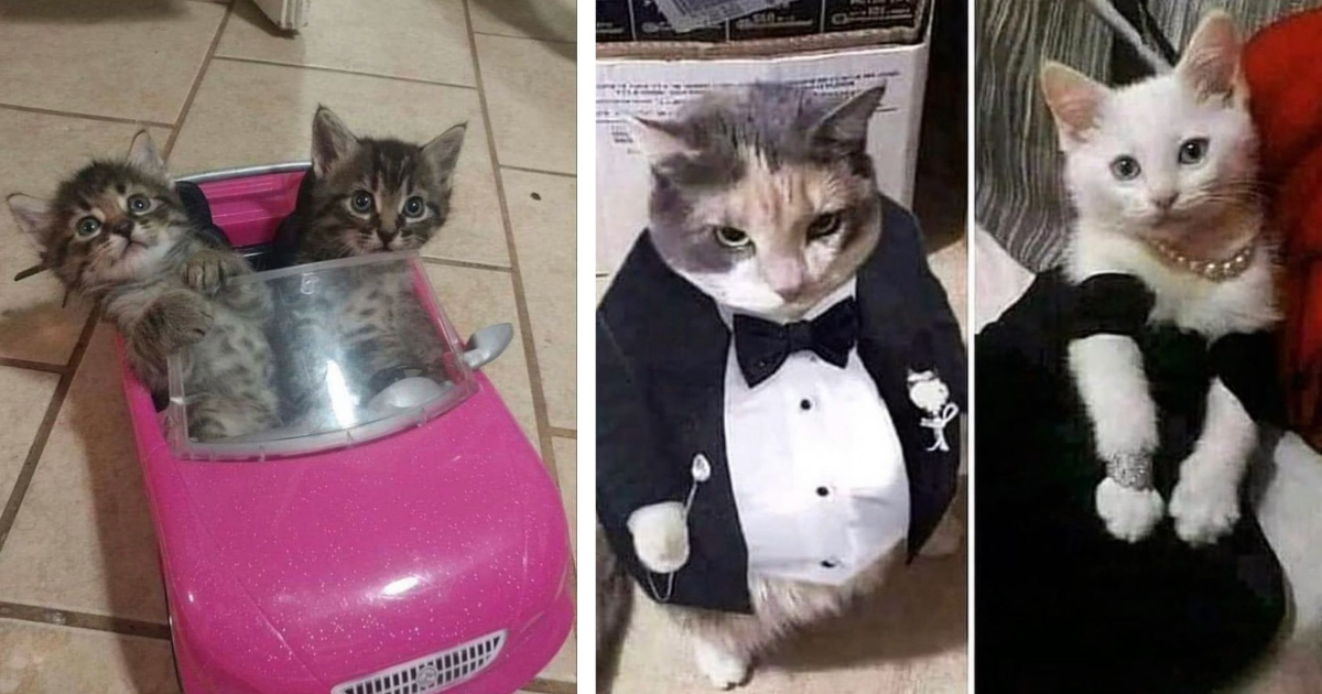 18 Furry Silly Cat Posts For Fur Baby Friday To Share With Your ...