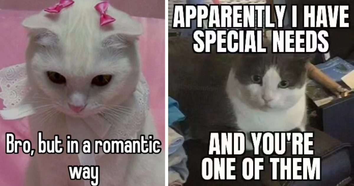 21 Romantic Cat Memes To Help You Find Feline Love This Caturday - I ...
