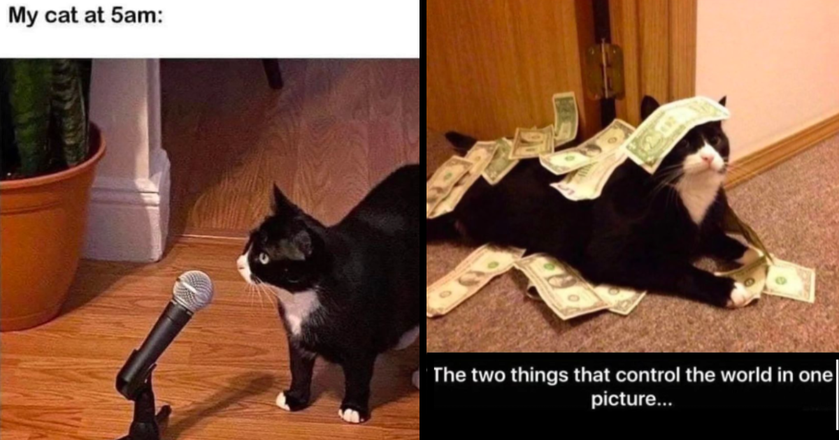 Purrfect Dose Of Cuteness With 25 Playful Cat Memes For A Caturday Full ...