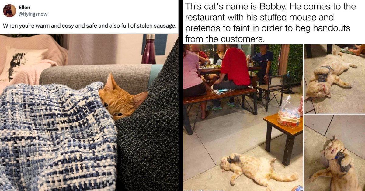 30 Mildly Funny Cat Memes To Help You Hit the Hissterical Snooze Button ...