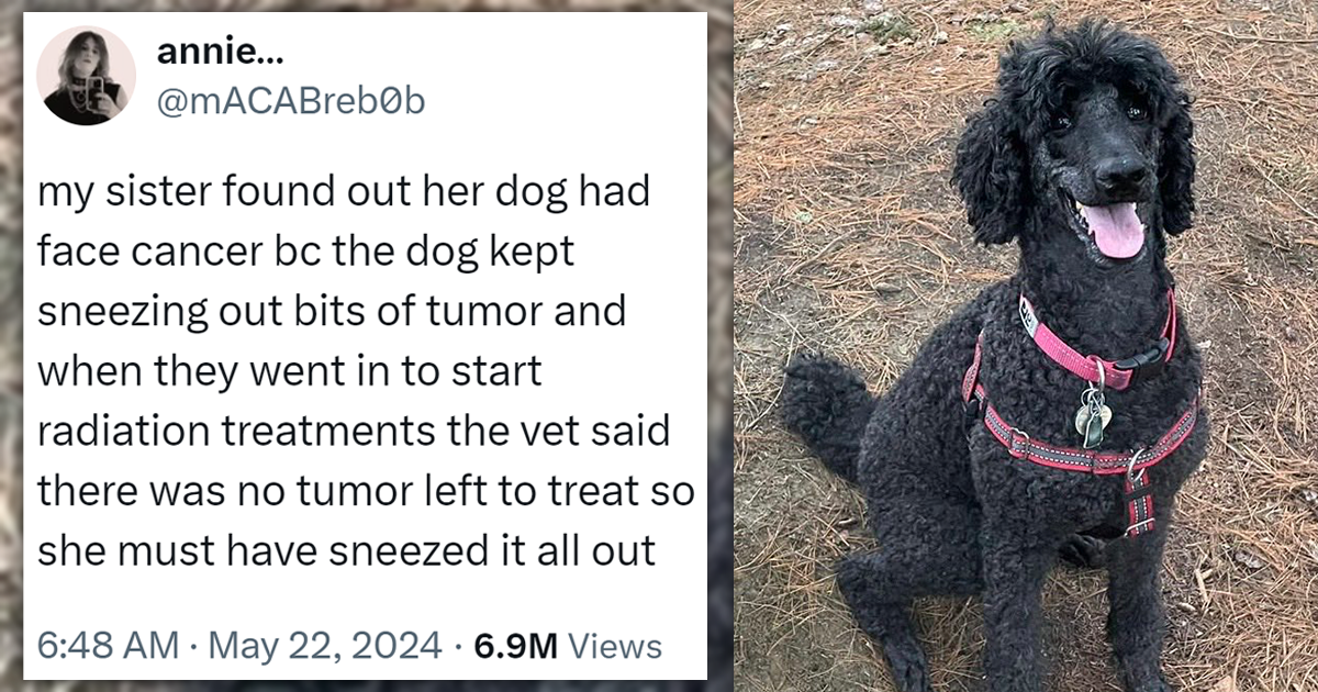 Dog With Cancer Kept Sneezing Out Bits Of Tumor, Went To Get Radiation ...