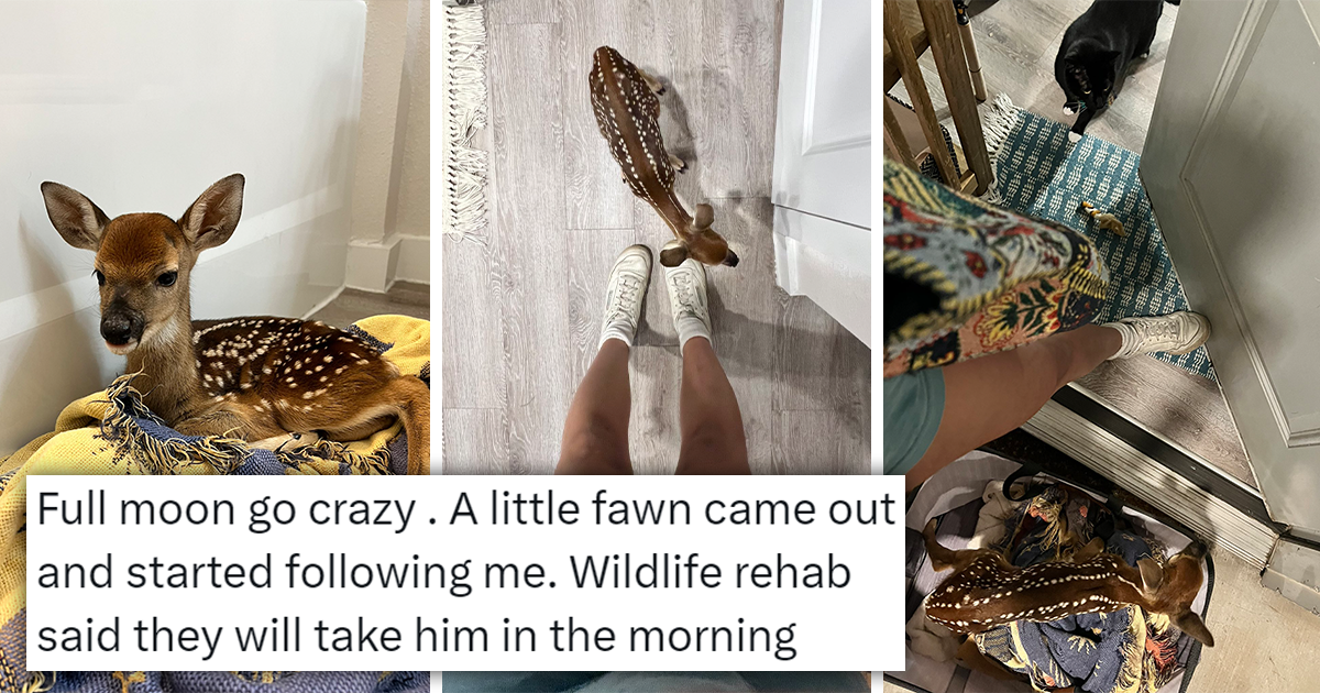 Cute Fawn Follows Person Home, Gets Rescued, Confuses Their Cat, Then ...