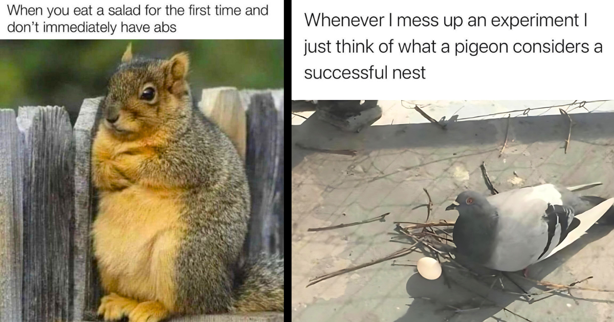 28 Funny Memes Celebrating the Hilarious Hijinks of the Animal Kingdom ...