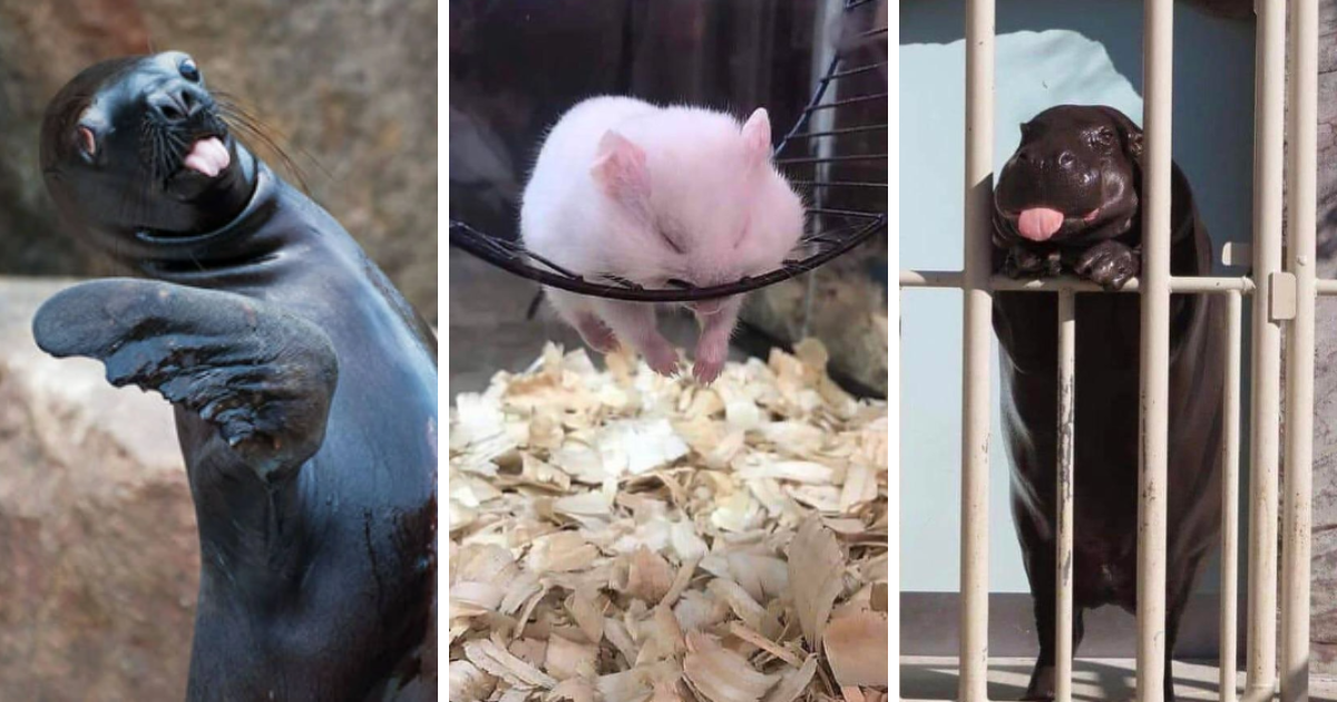 27 Silly And Sassy Animals Starting The Week With Pawsitive Playful Fun ...