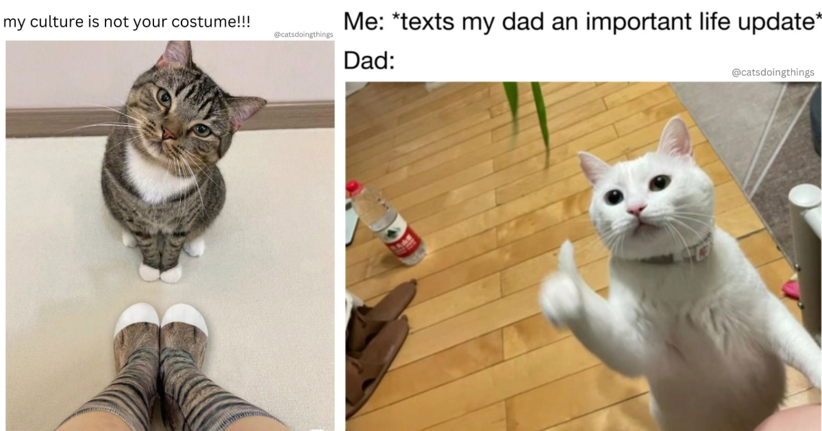 Heartwarming Cat Memes To Fill Your Heart With Wholesome Feline ...