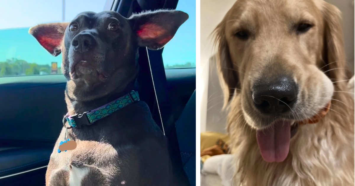 25 Wholesome Photos of Doggos Being Lovable Derpy Doofuses For A Cup of ...