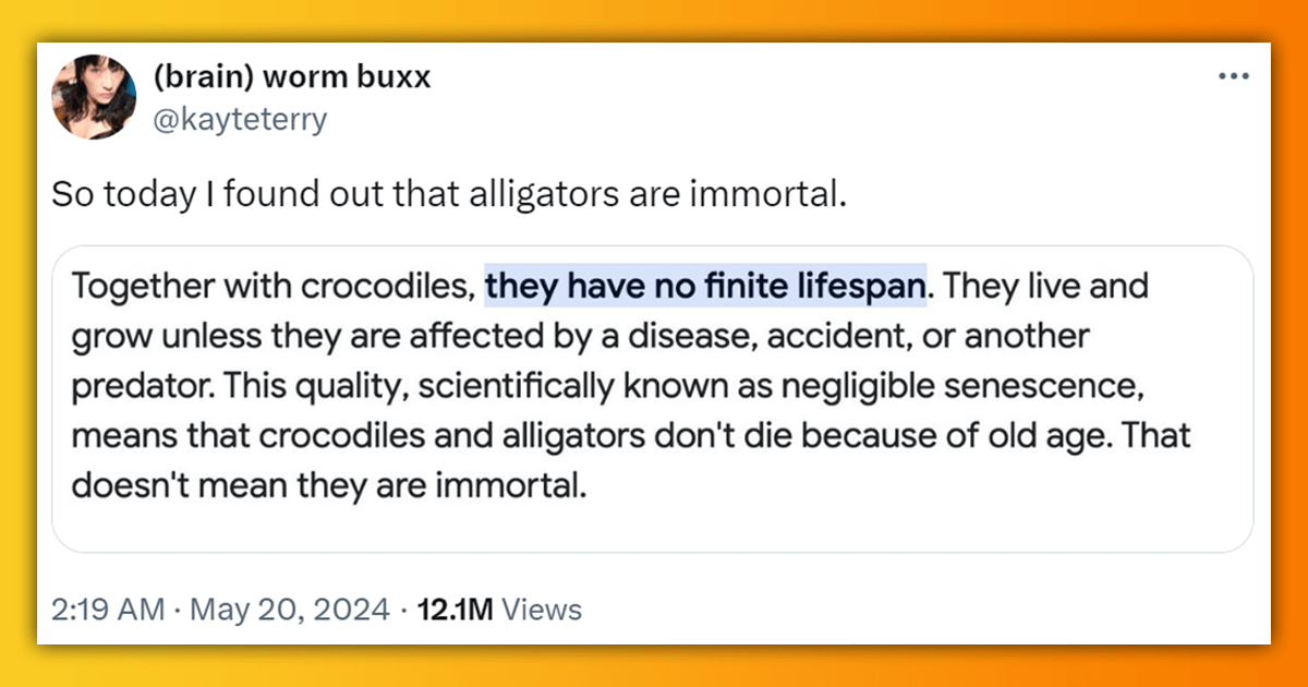 'They have no finite lifespan': Alligator Facts And Memes For All The ...