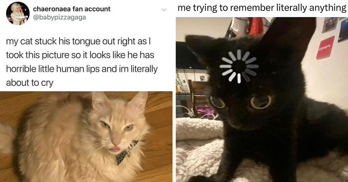Spicy Selection Of Silly Cat Memes For Fellow Felines Who Need A Little ...