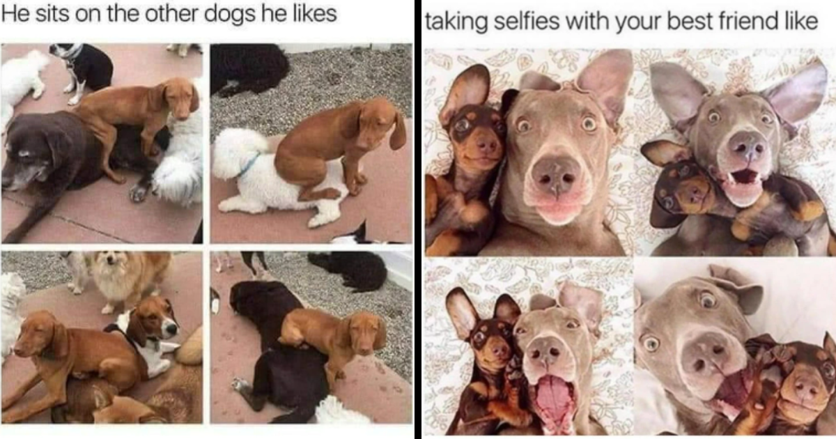 26 Howlingly Hilarious Doggo Memes For A Wonderously Wagging Good Time ...