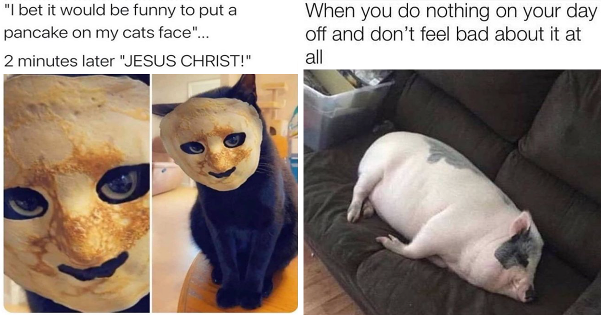 30 Mildly Absurd Animal Memes For Your Funny And Quirky Sense Of Humor ...