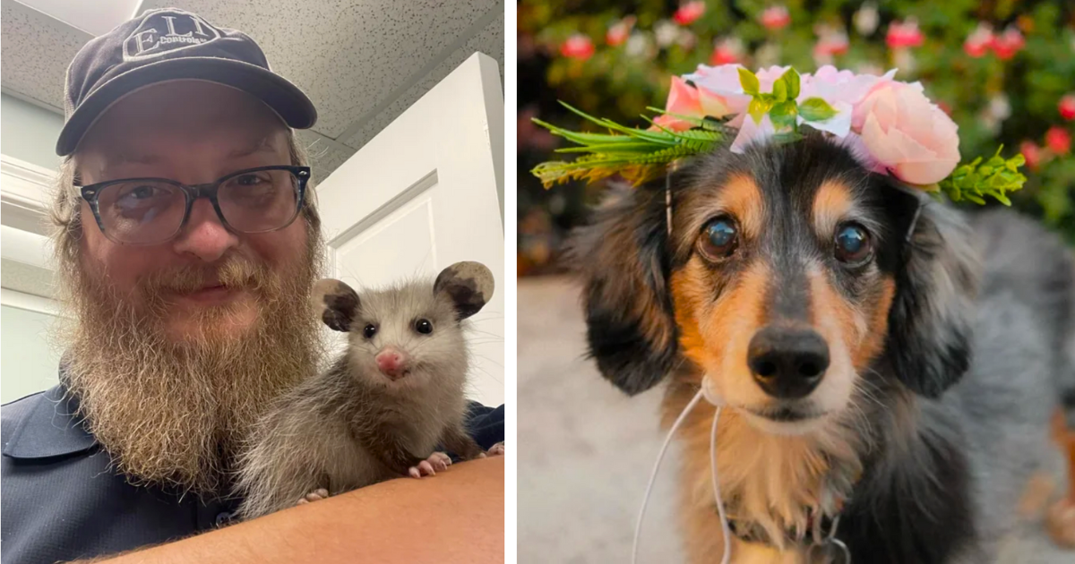 A Wholesome Wrap-Up of the 30 Most Awwdorable Animal Posts in May ...
