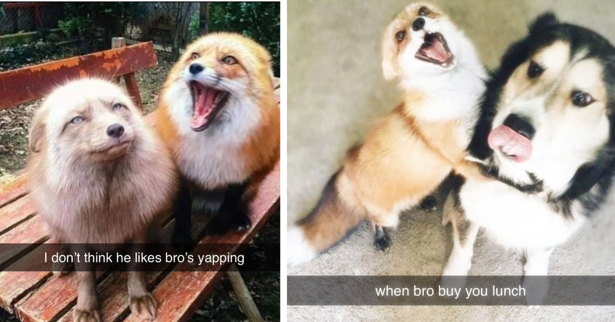 23 Funny Fuzzy Tailed Fox Posts For Your Mid-Week Mood Booster - Animal ...