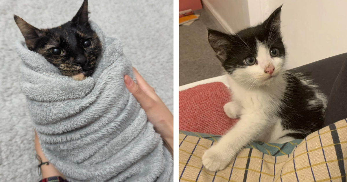 22 Mood Boosting Cat Pictures To Fill You With Feline Fluffiness For ...