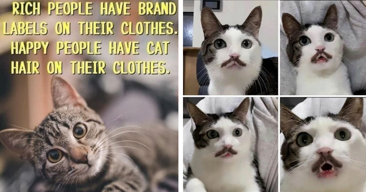 19 Hilarious Cat Memes And Pics To Meowtivate You To Have A Productive ...