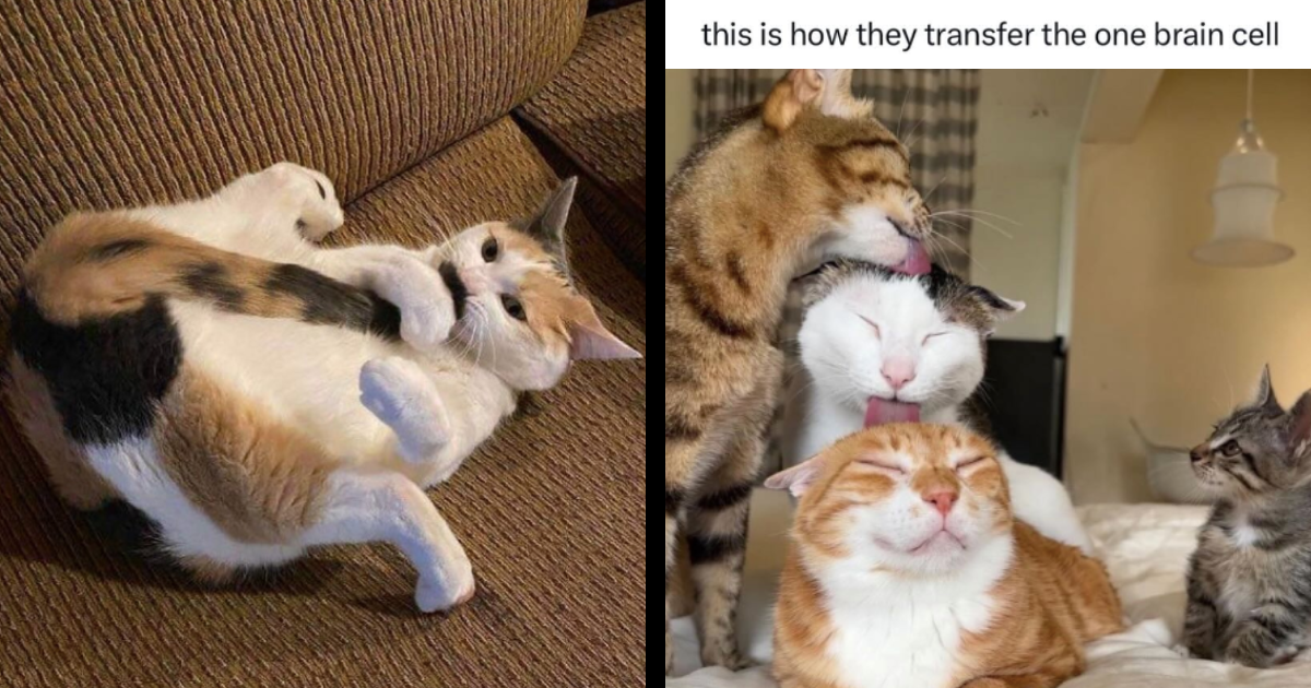 A Piping Hot Meowthful of Wacky Cat Soup to Celebrate Kitties Being ...