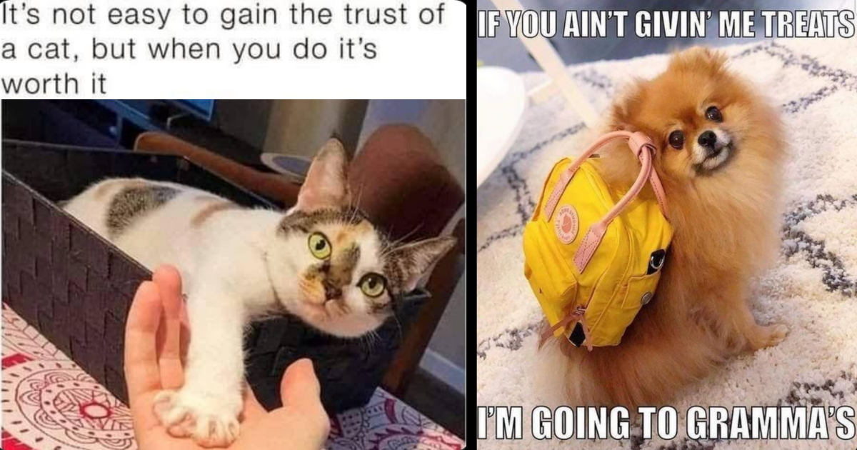 24 Wholesome Memes To Melt Your Cynical Heart With Absolutely Adorable ...