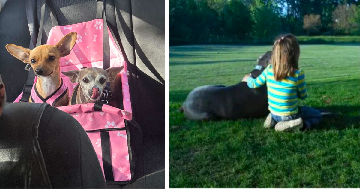 22 Heartwarming Bunches of Animal Best Buds Better Than Buzz and Woody ...