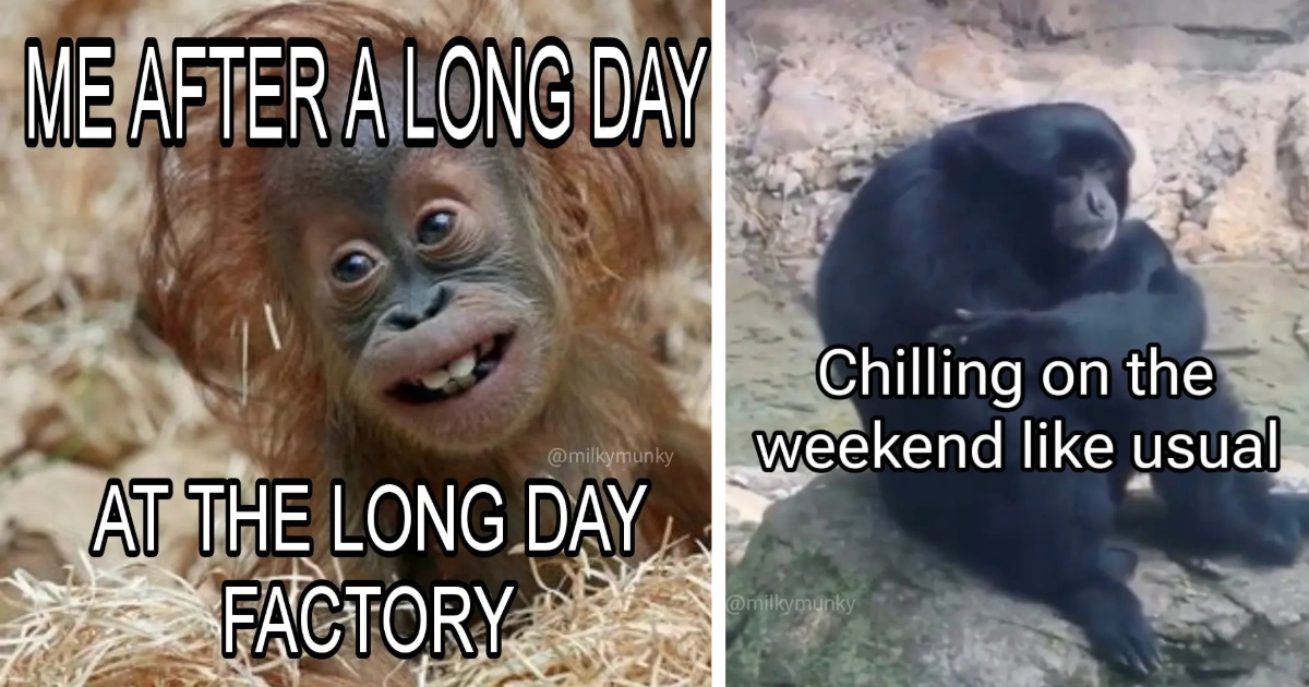 21 Sarcastic Monkey Memes To Share With Your Coworkers To Make Them Go ...